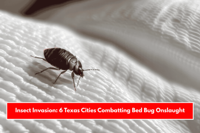 Insect Invasion: 6 Texas Cities Combatting Bed Bug Onslaught